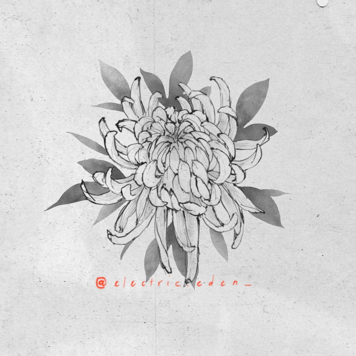 Chrysanthemum A by Liz – Skull and Lotus Tattoo